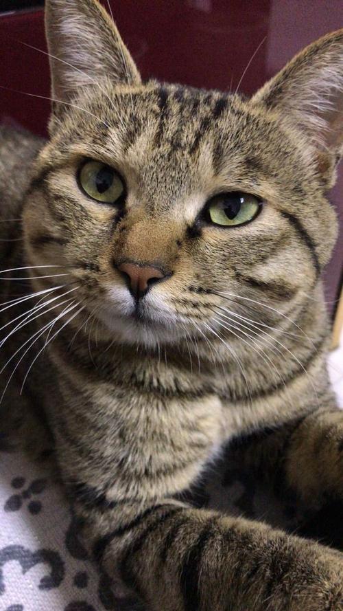 猫咪成长记合成土猫图标