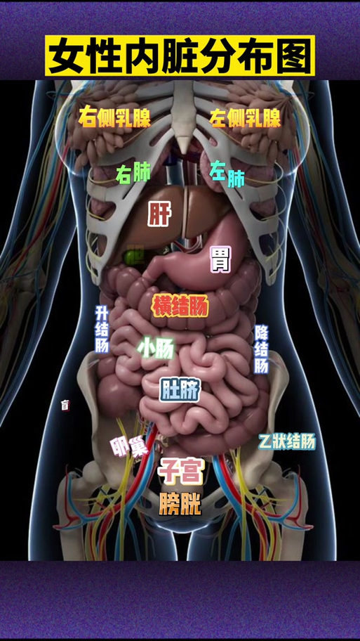 女性腹部内脏腑结构图