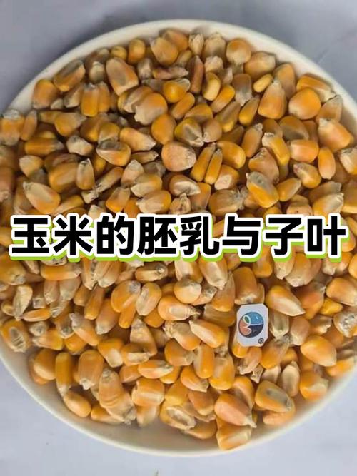 玉米伤肾还是护肾图标