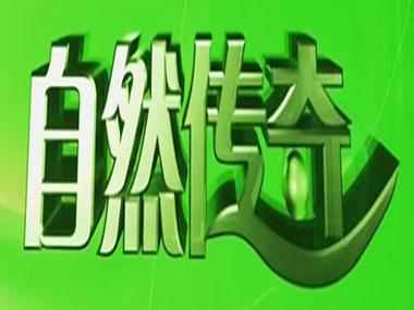 自然传奇图标
