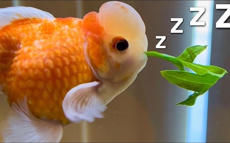 鱼夜里睡觉吗