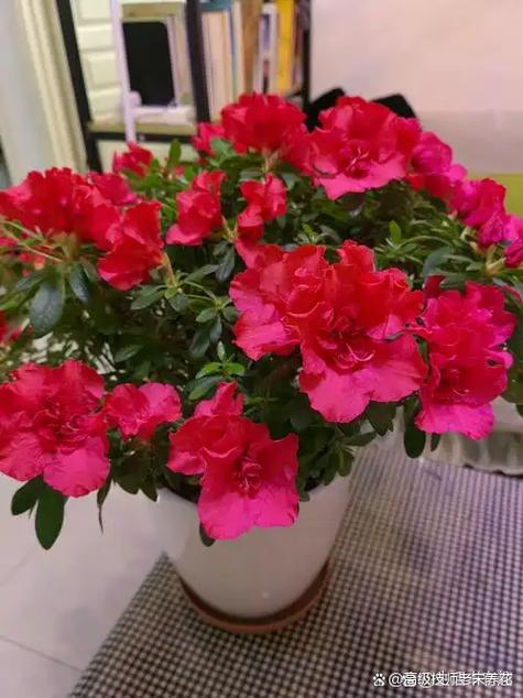易好花截图