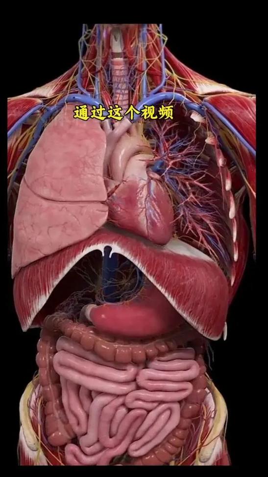 胸下面的部分是什么图标