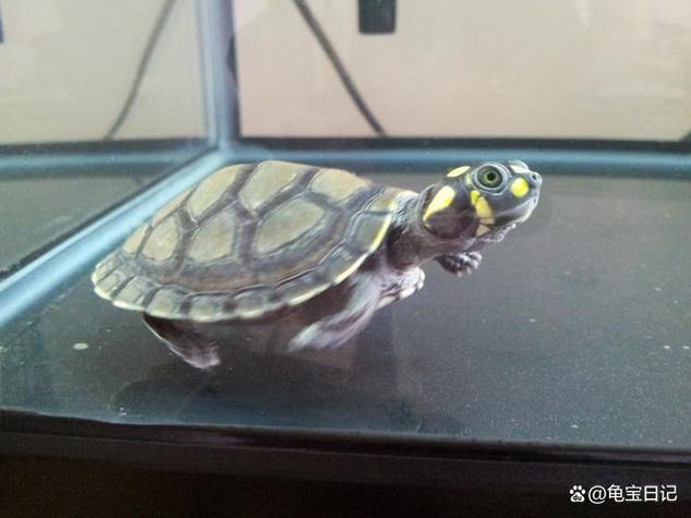 乌龟逃生技能截图