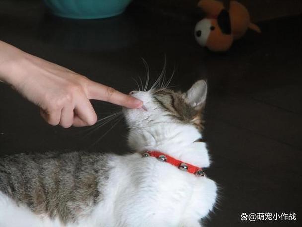 猫和你玩的时候咬你图标