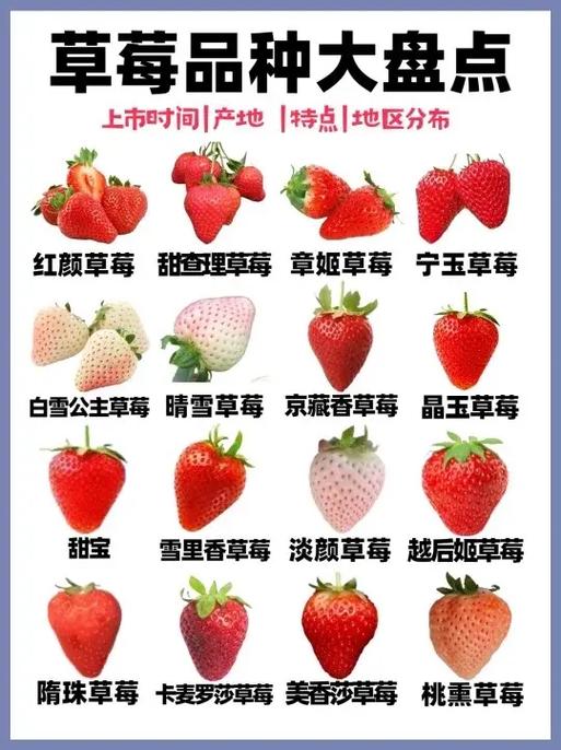 草莓最贵三个品种截图