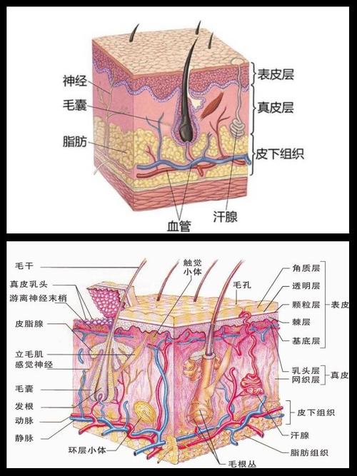 皮肤分几层结构图片图标