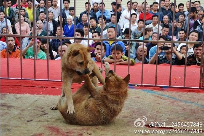 狗王争霸赛的视频图标