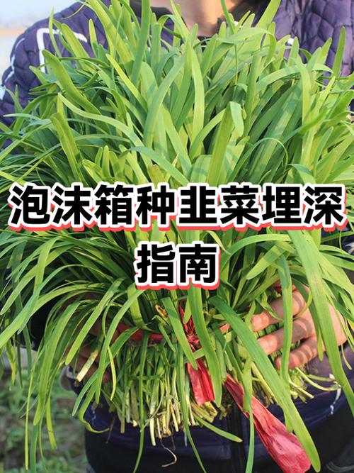 种韭菜的方法和技巧截图
