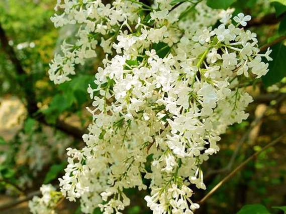 丁香花哪里有图标