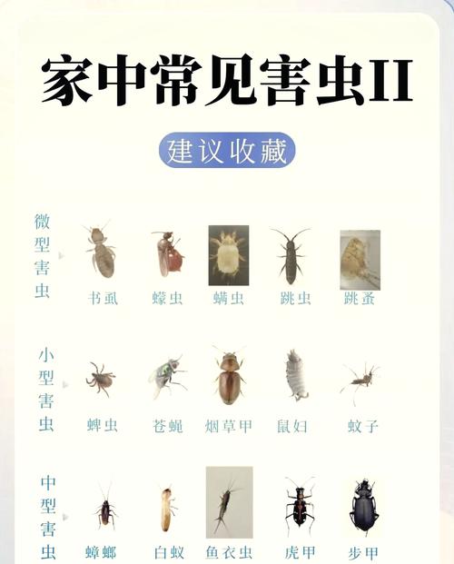 房间里有虫子怎么去除图标