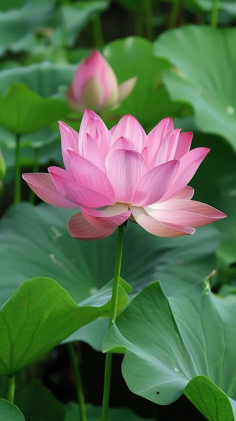 莲花超市几点开门截图