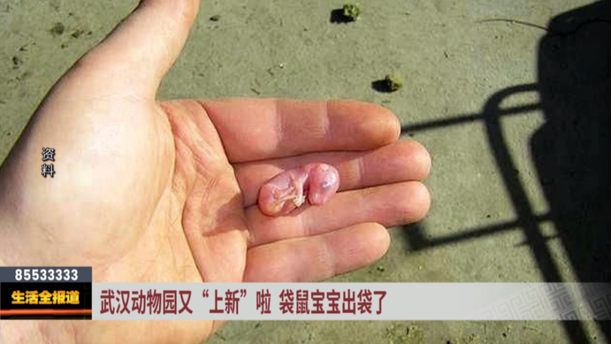 袋鼠生宝宝图标