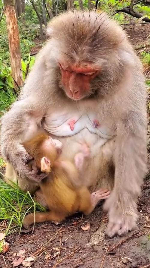 人和猴子生出来的孩子截图