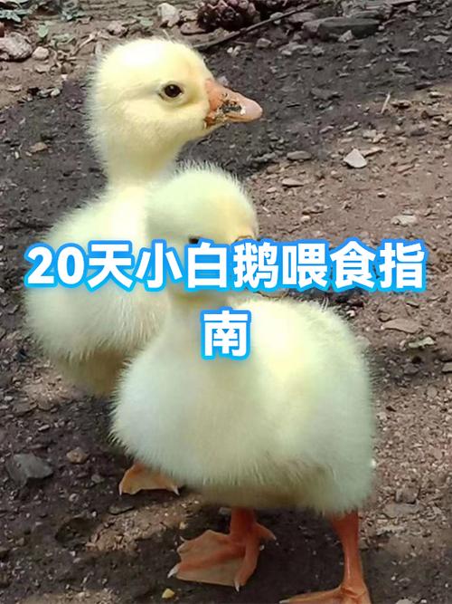 小鹅刚买回来怎么喂图标