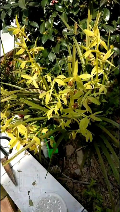 青兰花青兰花官网图标