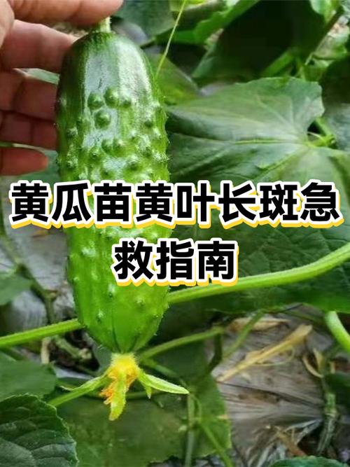黄瓜叶黄斑病该怎样治图标