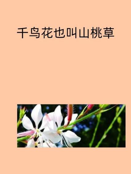 千鸟花是四季开花吗截图
