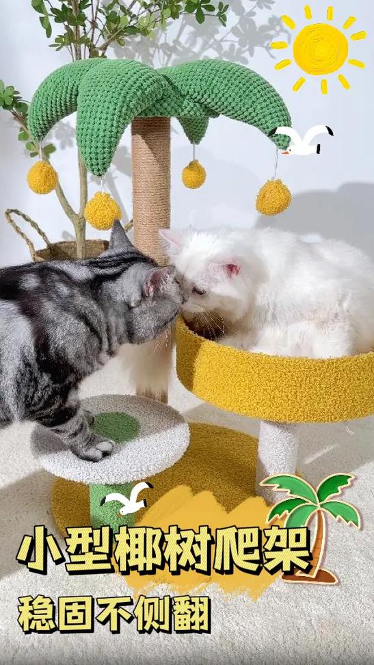 猫咪喜欢跟你玩意味着什么图标
