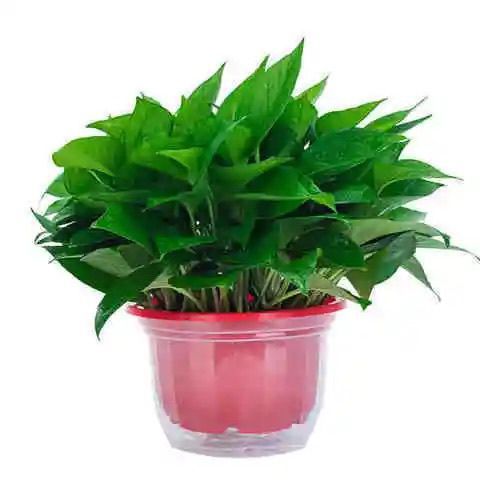 绿箩可以吸甲醛吗截图