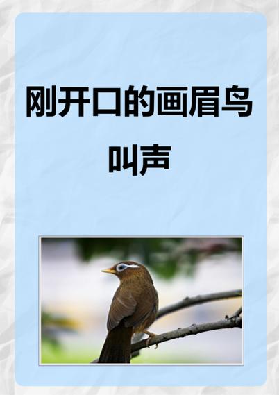 公画眉鸟的叫声截图