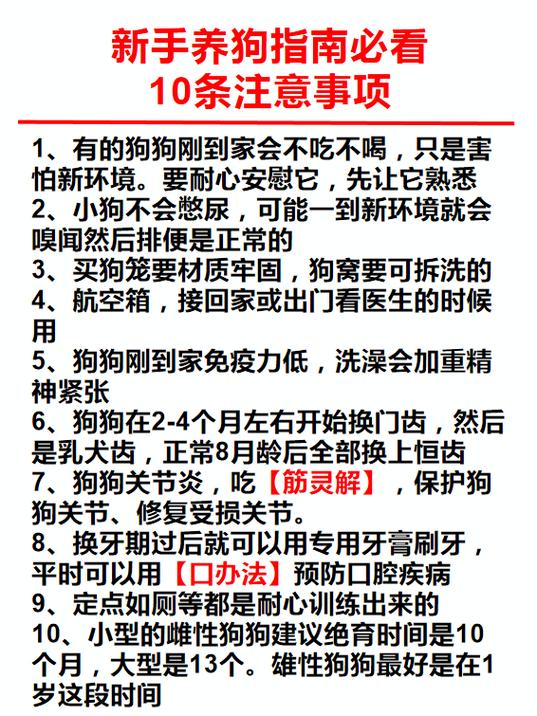 养狗注意事项图标