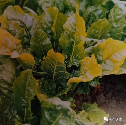 瓜类黄化病图标