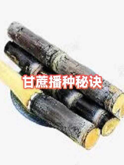 甘蔗种植时间和方法图标