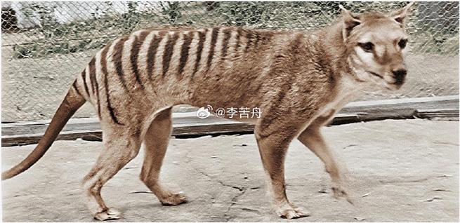 袋狼和狼谁更厉害图标