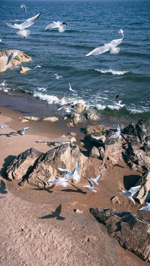 飘沙海鸥截图