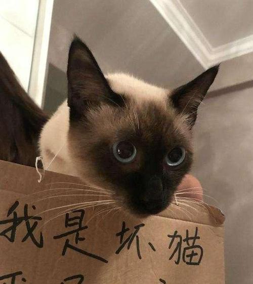 如何惩罚调皮的小猫咪