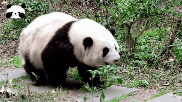 熊猫女是指什么图标