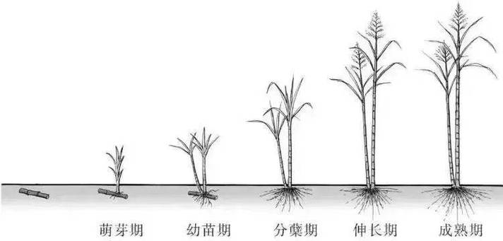 甘蔗生长周期截图