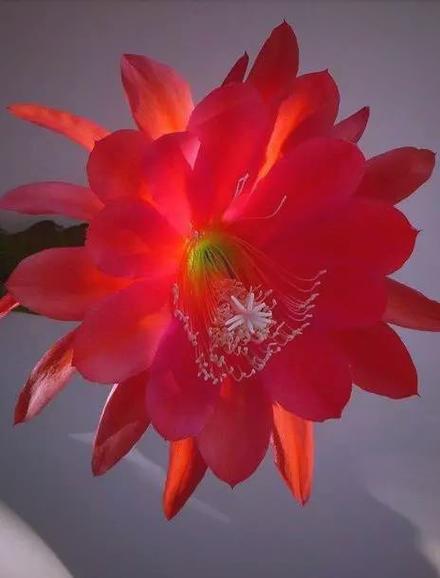 昙花绽放图标