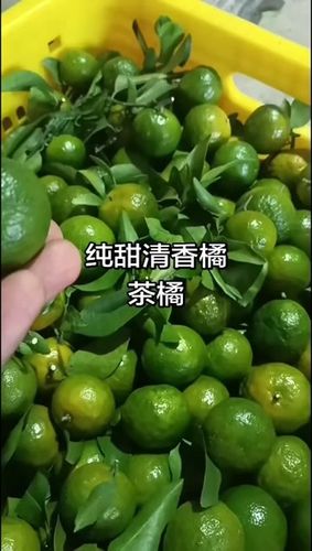 广西青香桔图标