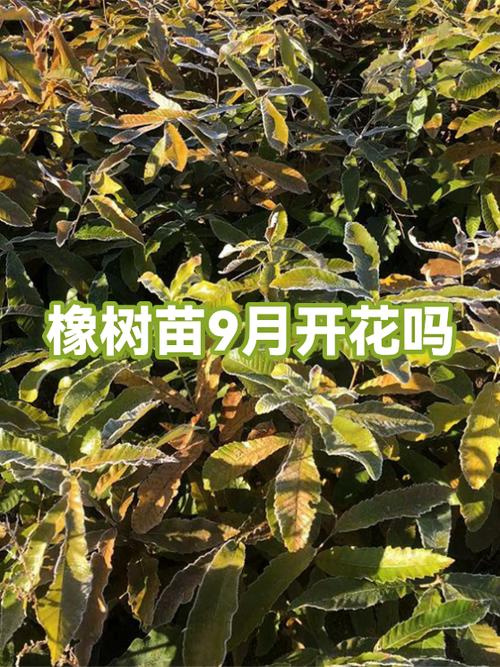 给我橡树树苗指令截图