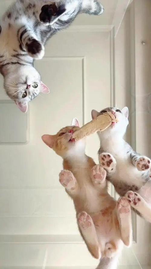 猫咪世界记录你的生活截图