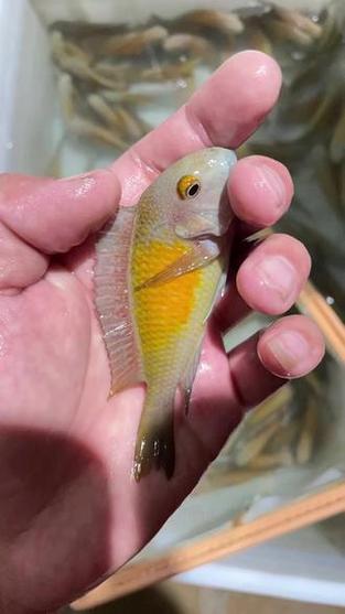 水族爱好者截图