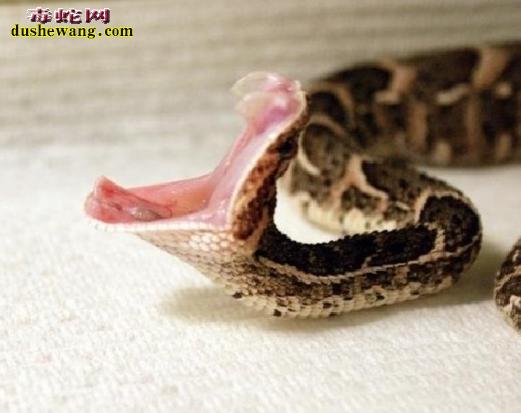 蝰蛇蛇毒图标