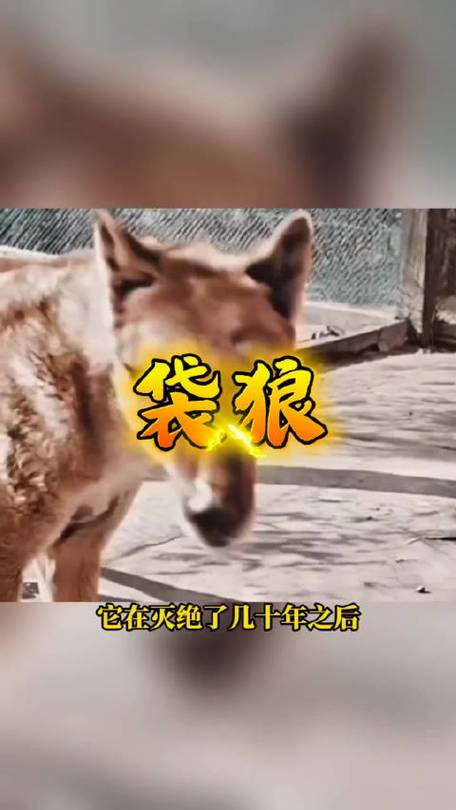 关于袋狼的知识图标
