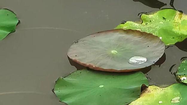 荷花视频下载 安装图标