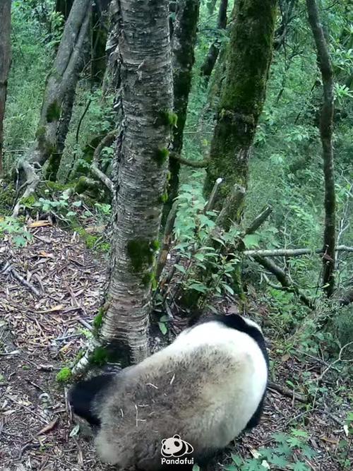 小熊和小白熊是一个牌子吗图标