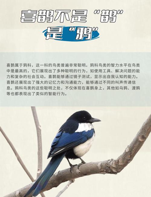 喜鹊儿v3.8.0官方最新版功能介绍图标