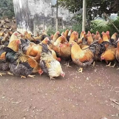 线鸡和阉鸡的区别图标
