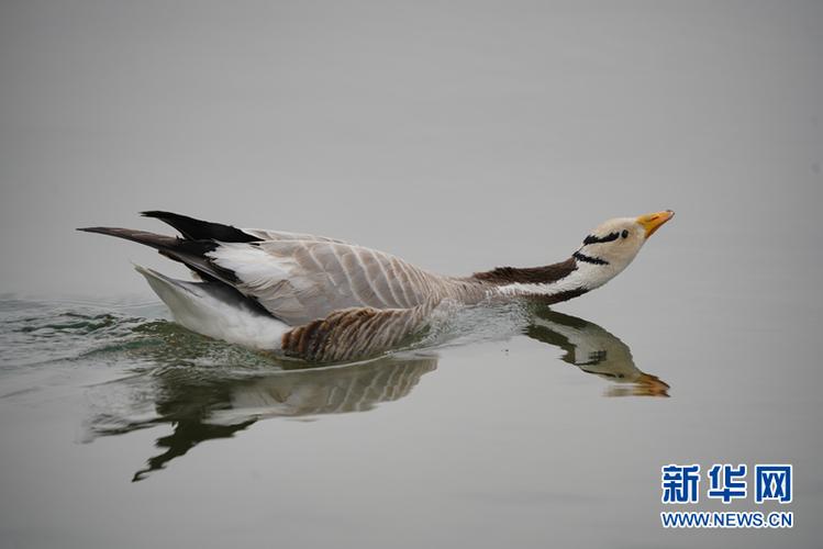 鸟飞跑了怎么召唤回来截图