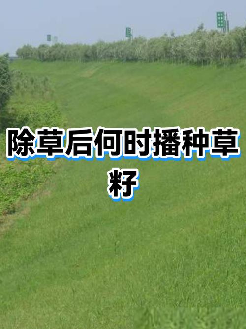先除草还是先播种图标