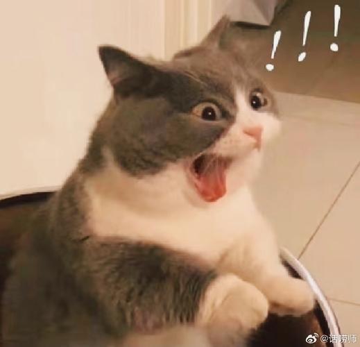 猫喵嗷图标