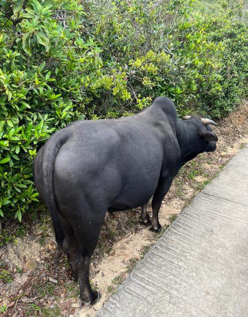 生态环境研究中心牛吗图标