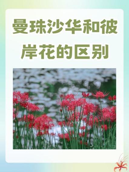 曼珠沙华的作用图标