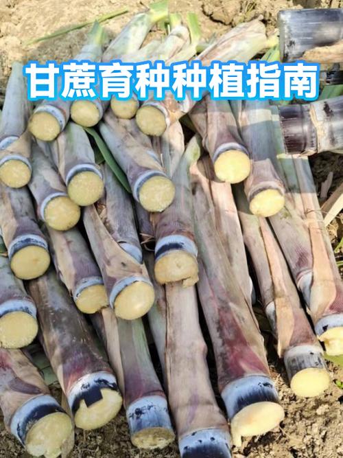 甘蔗如何种植技术